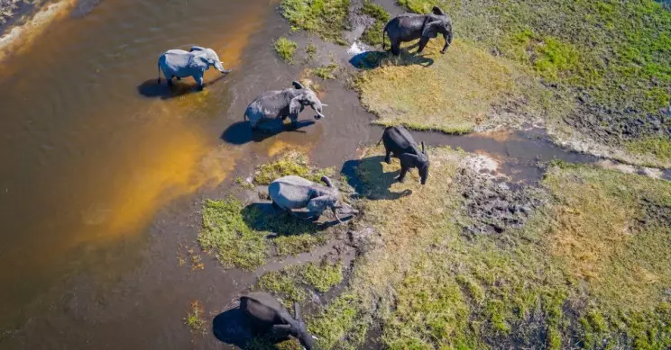 Ratusan Gajah Maot Misterius di Botswana