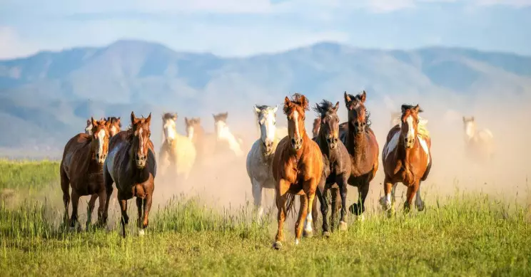 Les chevaux mâles étaient préférés aux femelles à l'âge du bronze