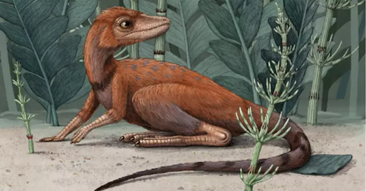 Masayendisiti Anogona Kuwana Ancestor weDinosaurs muMadagascar