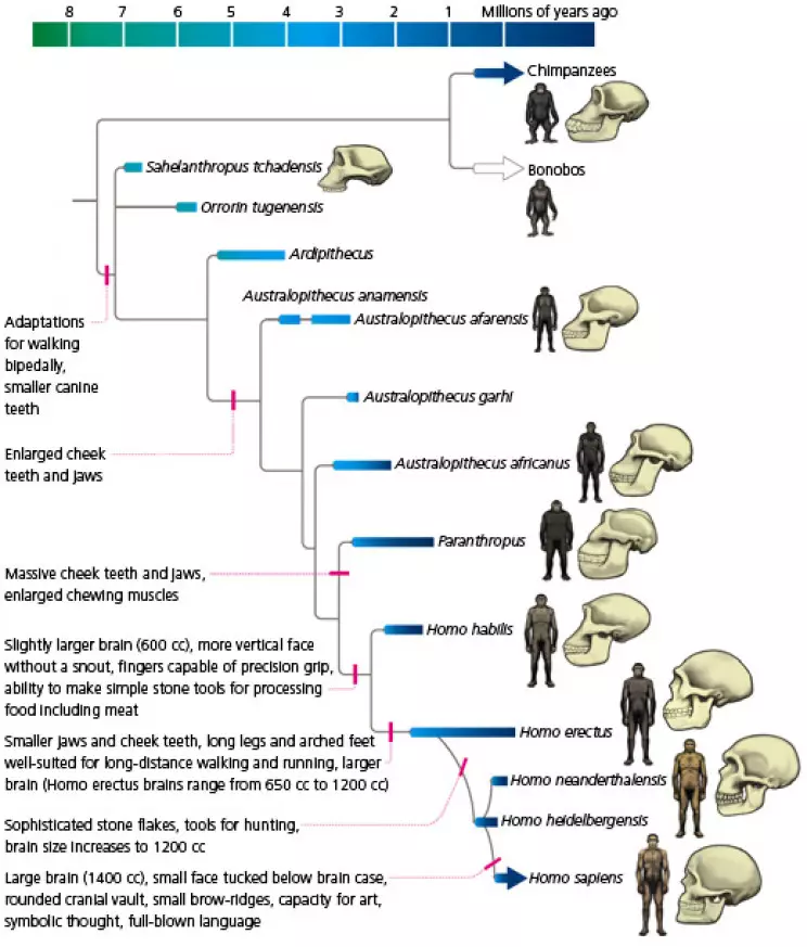 druh života evoluce člověka