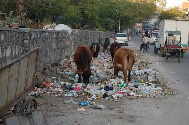 Kühe fressen Müll