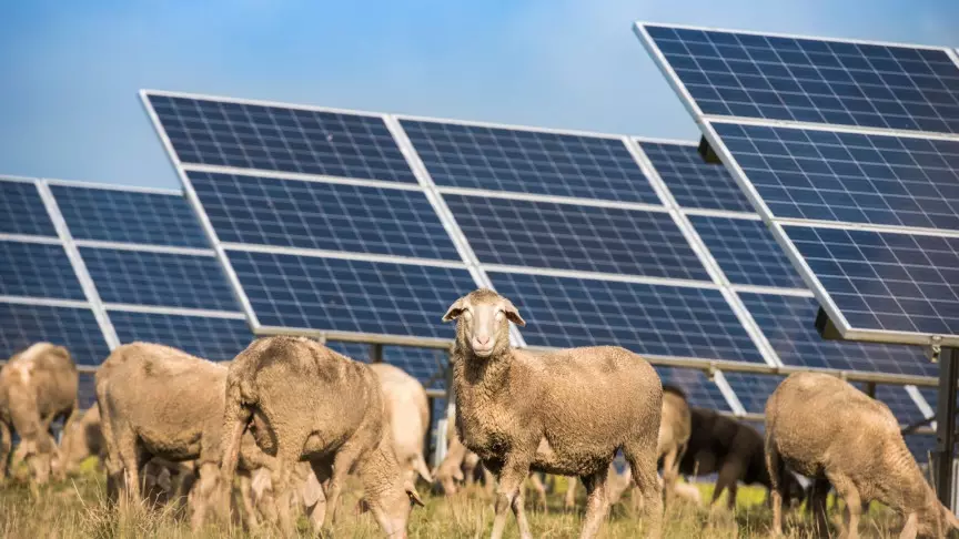 Das Weiden von Schafen unter Sonnenkollektoren kann die Wollqualität und -quantität steigern