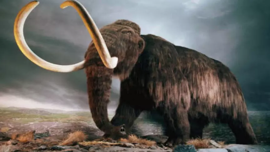 Wooly Mammoths lara n'iyi n'ihi enweghị mmiri ọñụnụ