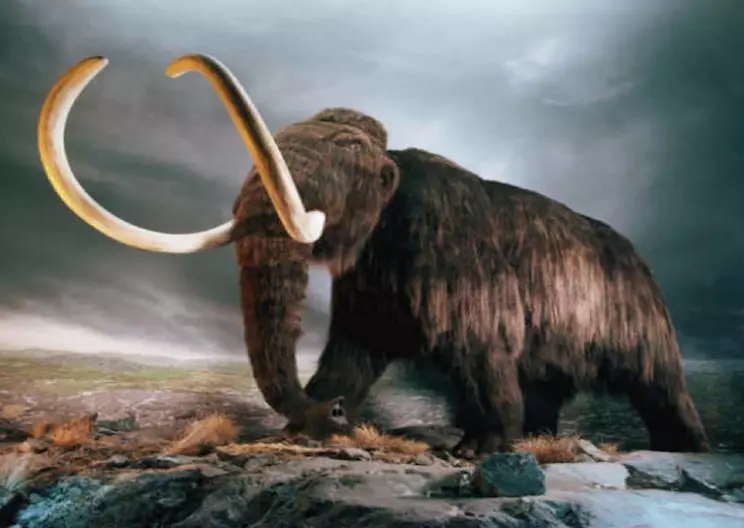 Wooly Mammoths Anatha Chifukwa Chosowa Madzi Omwa