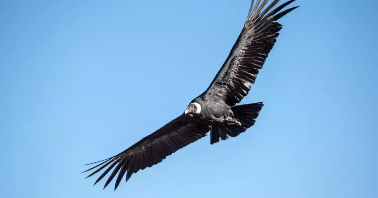 Massive Soaring Condor Only Flap Their Wings 1% de Sia Flugtempo