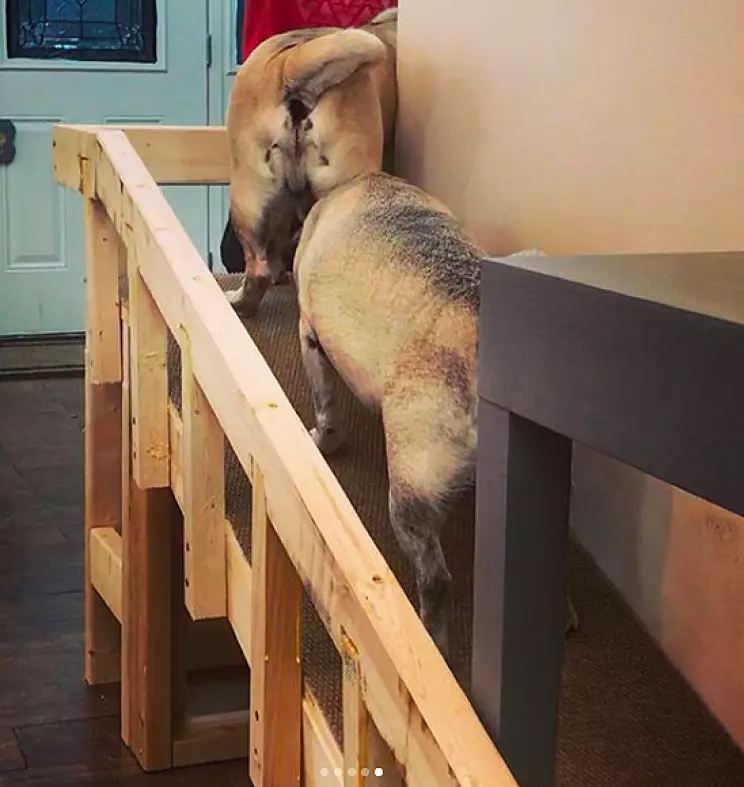 La dueña de un perro construye un salvaescaleras para ayudar a sus carlinos ancianos a subir las escaleras más fácilmente