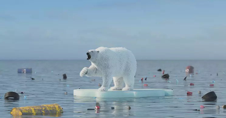 หมีขั้วโลกอาจสูญพันธุ์ภายในปี 2100 เนื่องจากวิกฤตสภาพภูมิอากาศ