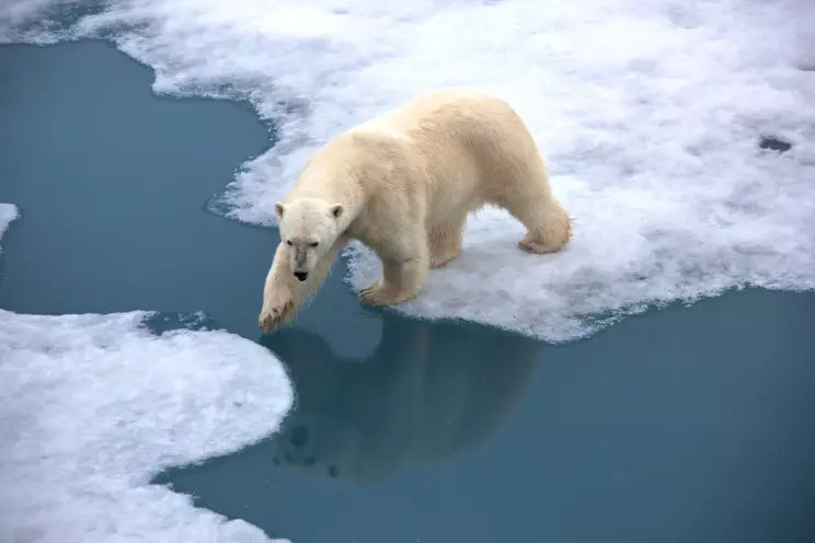 Os osos polares poderían extinguirse en 2100 debido á crise climática