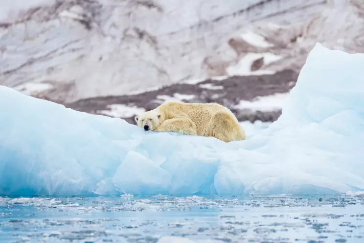 خرس های قطبی ممکن است تا سال 2100 به دلیل بحران آب و هوا منقرض شوند