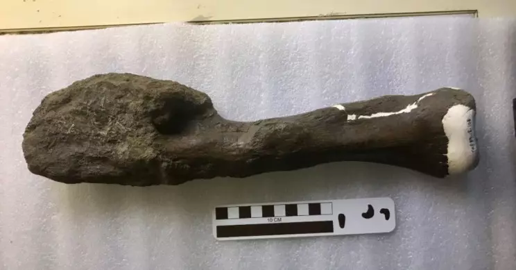 Naučnici su dijagnosticirali dinosaurusa sa malignim rakom u historiji