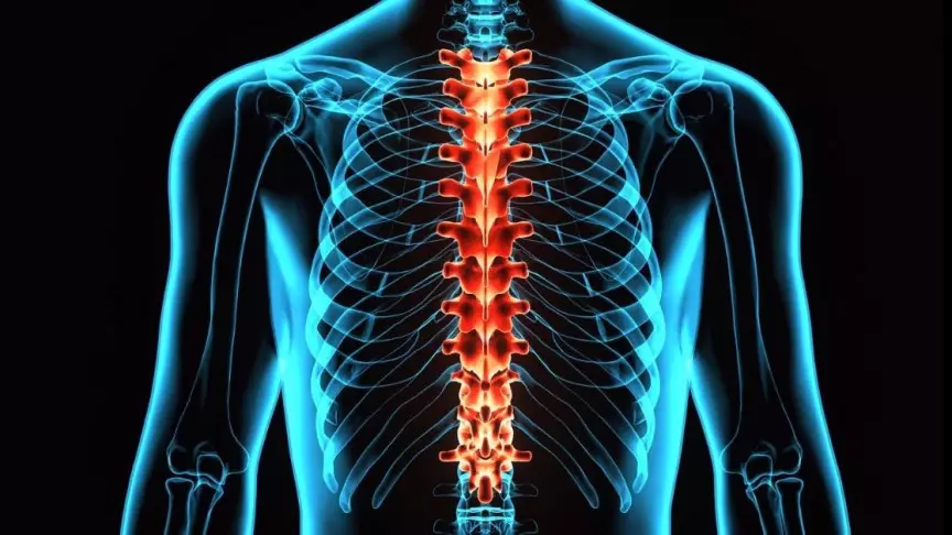 Implantierte neurale Stammzelltransplantate wirken bei Rückenmarksverletzungen