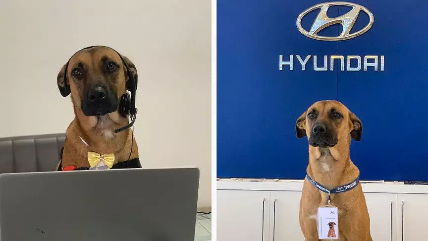 אולם התצוגה של יונדאי בברזיל שוכר כלב רחוב כיועץ מכירות