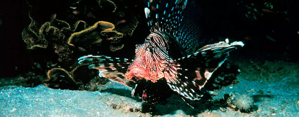 lionfish