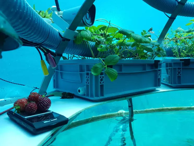 Новата подводна стаклена градина би можела да ја открие иднината на земјоделството