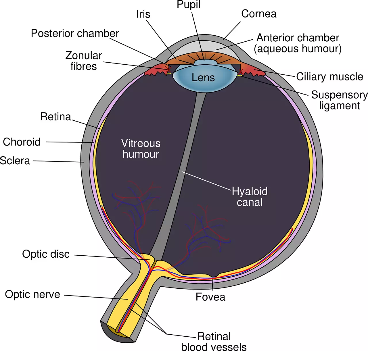 gözün anatomiyası