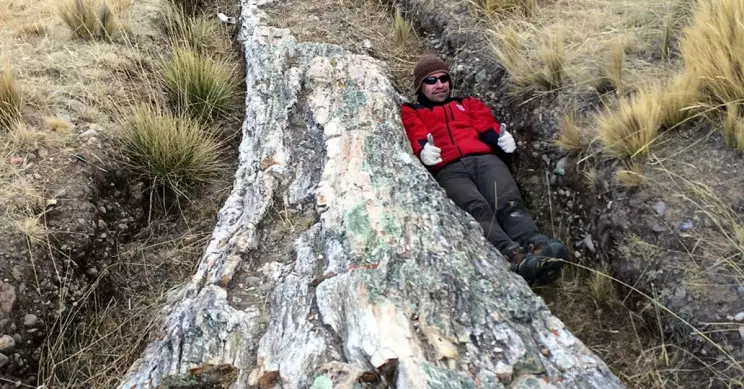 Okamnela drevesa, najdena na perujski planoti, kažejo na drastične podnebne spremembe