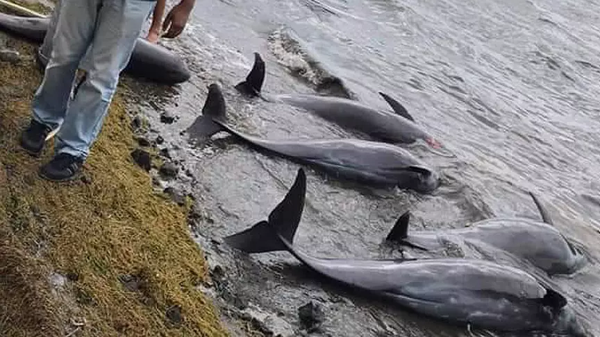 Golfinhos e baleias mortos chegam à costa após derramamento de óleo nas Maurícias