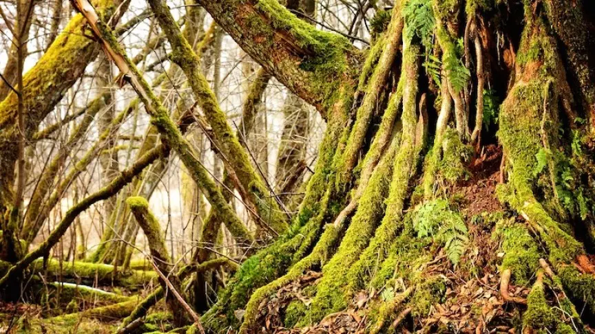 Il ricercatore scopre che gli alberi parlano tra loro, letteralmente!