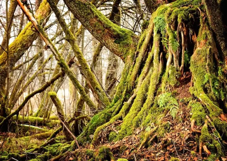 Un investigador descobreix que els arbres parlen entre ells, literalment!