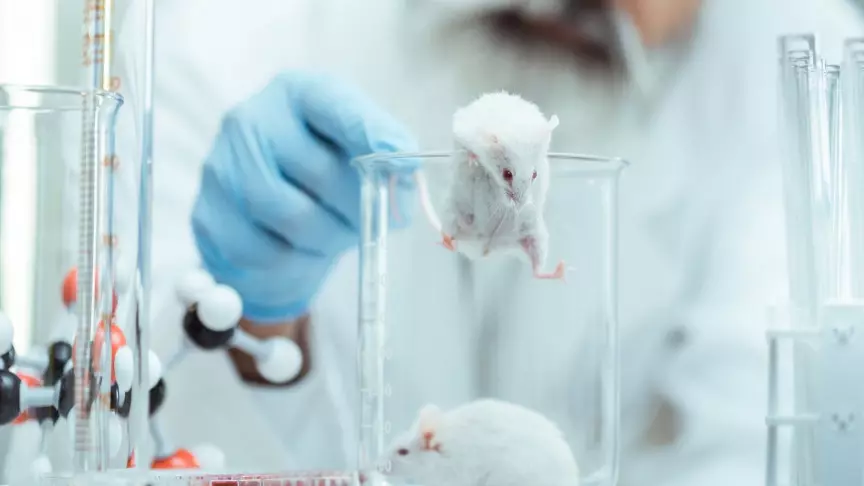 Це офіційно. Фекальні трансплантації можуть успішно повернути старіння у мишей