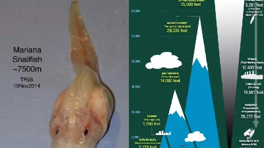 Què habita al fons de l'oceà?