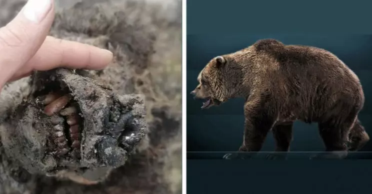 A vadászok felfedezték az első természetesen mumifikálódott barlangi medvét