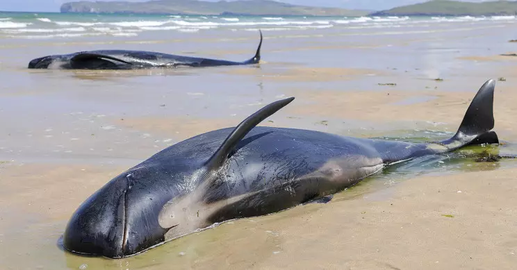 Retter kämpfen gegen die Zeit, um 270 in Australien gestrandete Wale zu retten