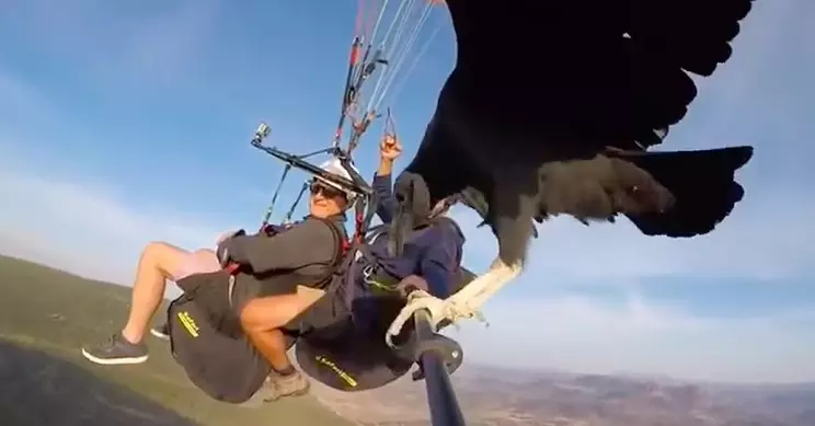 Vulture Uçuş zamanı Paraplanderin Selfie Çubuğunda Sürüşür