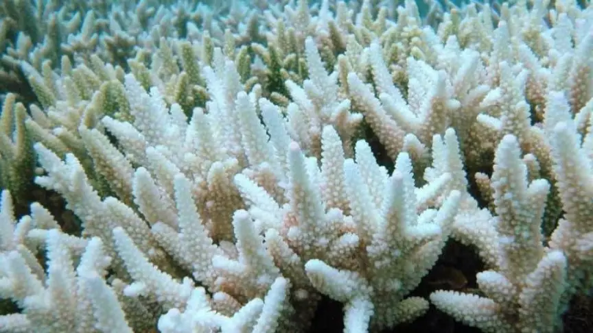 The Great Barrier Reef: Huwa Verament Mejjet jew Fil-biċċa l-kbira Mejjet biss?