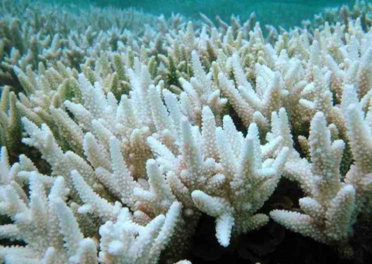 Büyük Bariyer Resifi: Gerçekten Ölü mü yoksa Sadece Çoğunlukla Ölü mü?