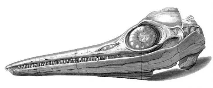 Ichthyosaurus karandoha