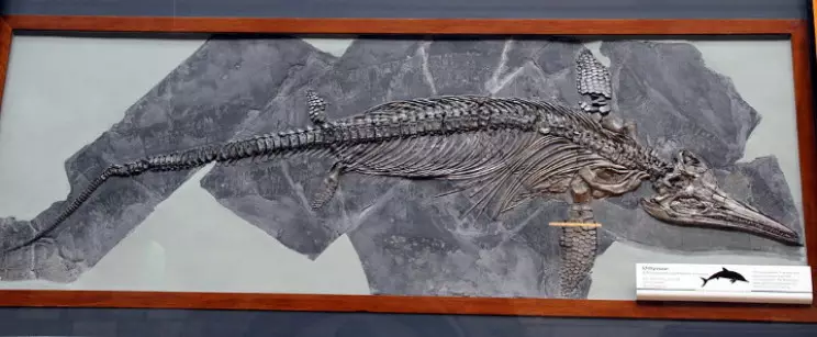 Ichthyosaurus skeleton