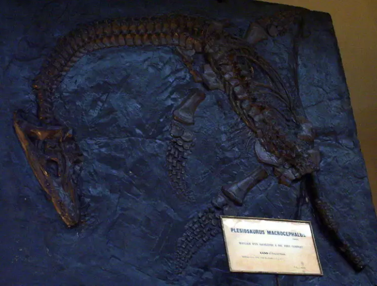 Fôsily Plesiosaurus hitan'i Mary Anning