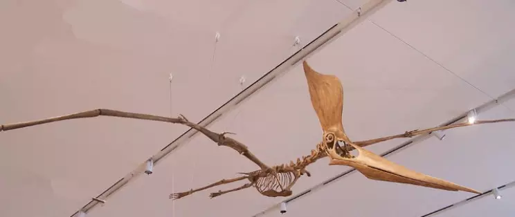 Pterosaur