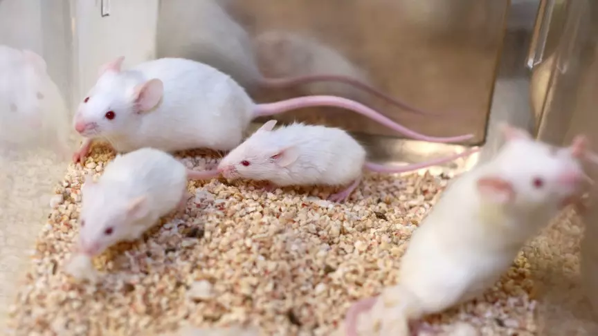 हमारे द्वारा चूहों को प्रदान की जाने वाली प्रयोगशाला स्थितियां अध्ययन के परिणामों पर प्रतिकूल प्रभाव डाल सकती हैं