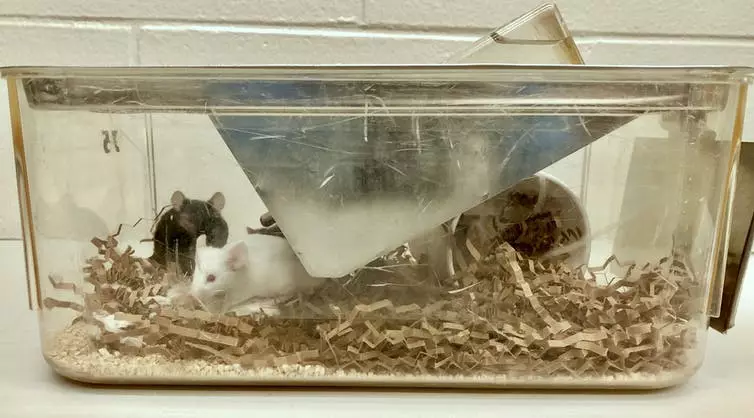 tres ratolins en un recipient transparent de la mida d'una caixa de sabates