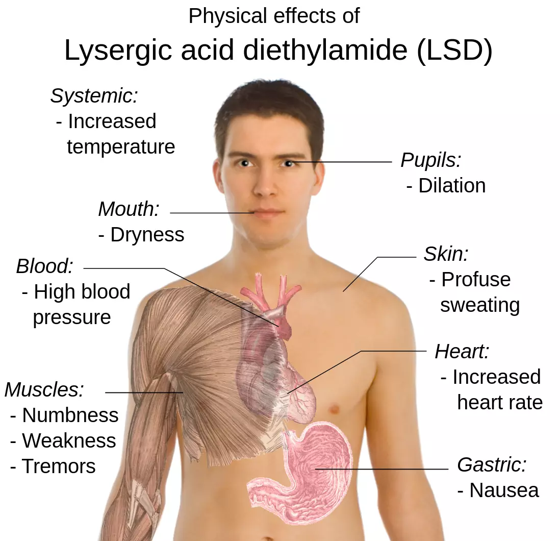 lysergic_acid_diethylamide_lsd_of_physical_effects