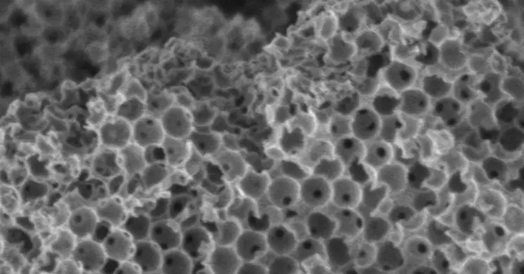 Микрогубка лас тағамдық майды арзан биодизельге айналдырады