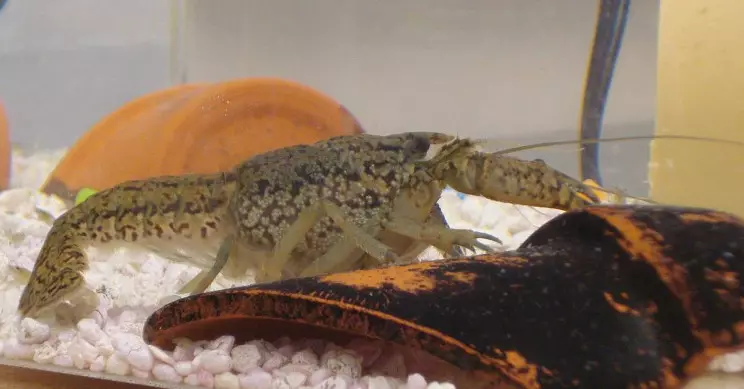 I-Self-Cloning Crayfish ihlasela iMangcwaba eBelgium