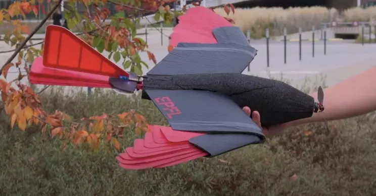 Bird-Drone leti brže od prosječnih sa morfološkim krilima, repom