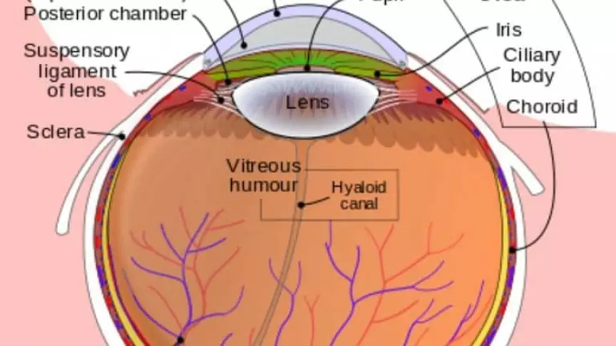 Nytt Bionic Eye kunde återställa synen till blinda