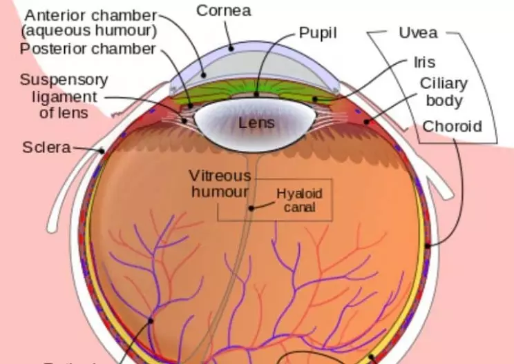 Nové Bionic Eye by mohlo vrátit zrak nevidomým