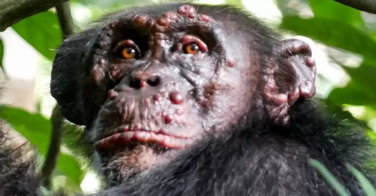 Lepra fonnt an Wild Chimps Fir Éischte Kéier iwwerhaapt