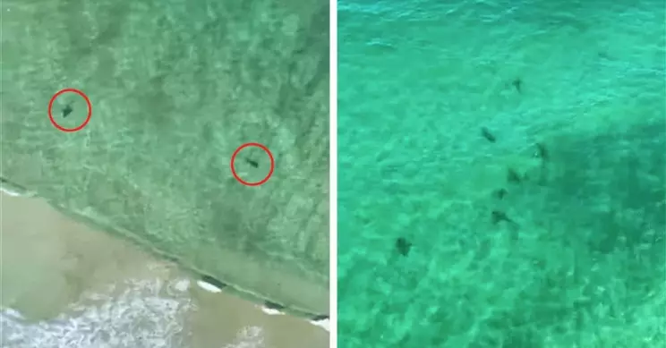 Iwwer 50 Sharks Spotted Schwammen no bei der Ufer an Australien