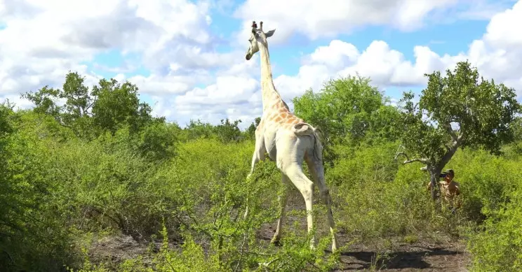 Ny Giraffe Fotsy fantatra farany teto an-tany dia nasiana fitaovana fanaraha-maso GPS