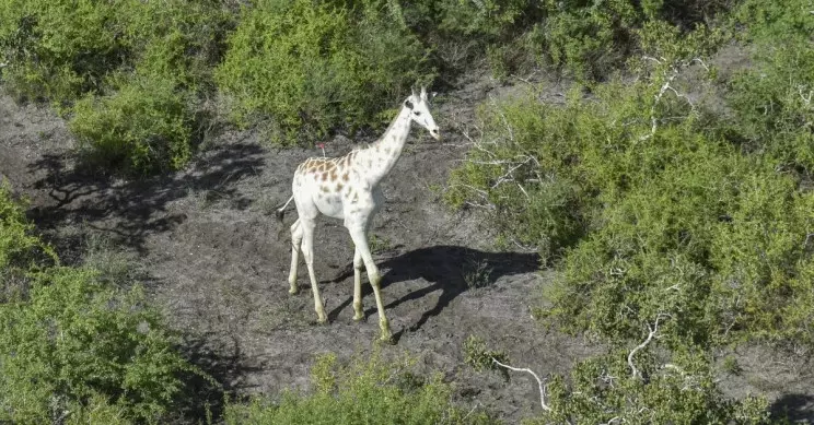 White Giraffe Northern Rangelands Trust