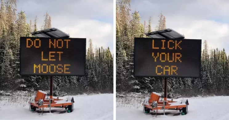 Lassen Sie den Elch nicht Ihr Auto lecken, warnen die Kanadier