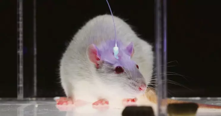 Hugarstjórnun í gegnum ljós: The Emerging World of Optogenetics