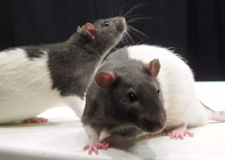Como crea alegría o cerebro? Pregúntalle a unha rata.