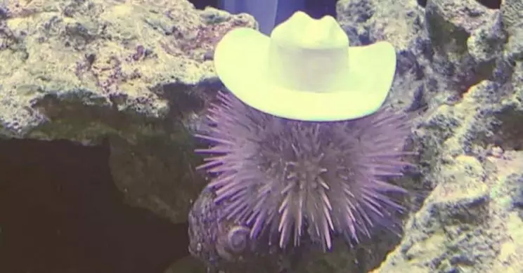 I ricci di mare adorano i cappelli, quindi una coppia stampa in 3D i cappelli da cowboy per loro